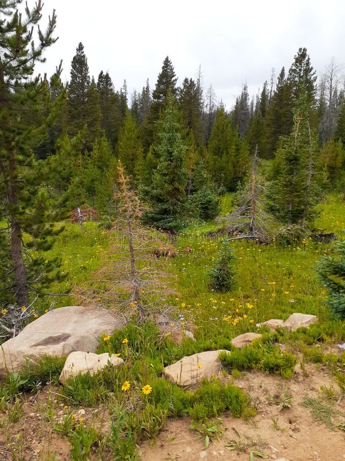 Centennial, Wyoming Scenic Summer Drive Stock Photo - Image of flower ...