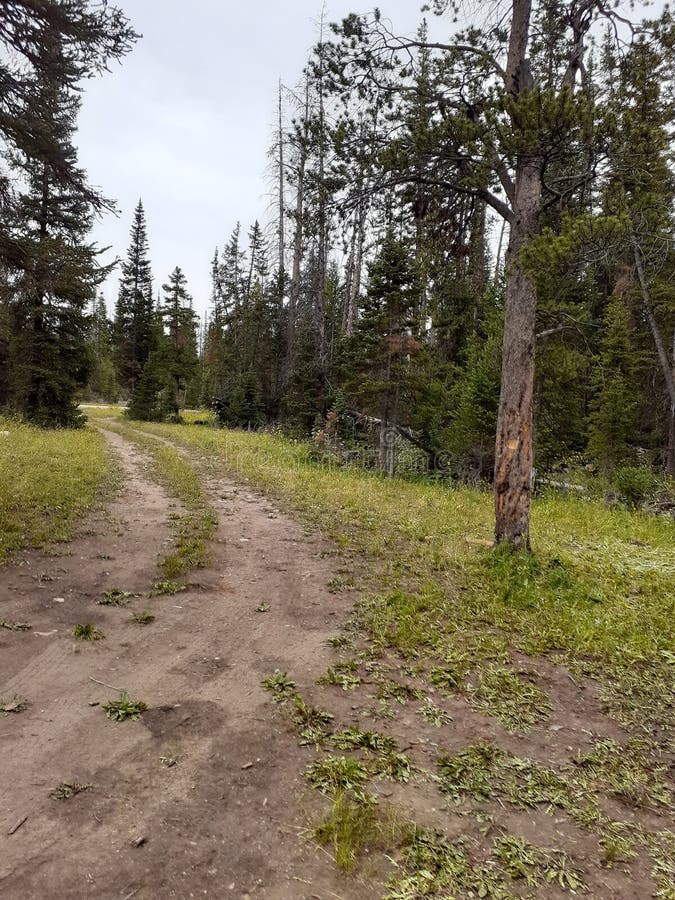 Centennial, Wyoming Scenic Summer Drive Stock Image - Image of green ...
