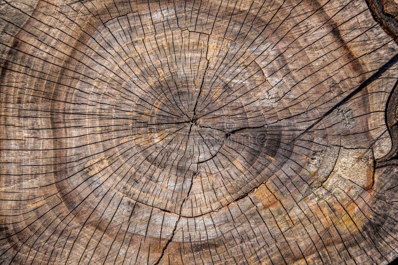 Center Close-up of a Plum Tree Log with Cracks and Annual Rings. Stock ...
