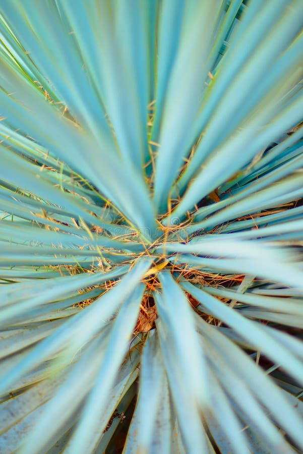 Center of a Defocused Agave Plant Stock Photo - Image of botanical ...