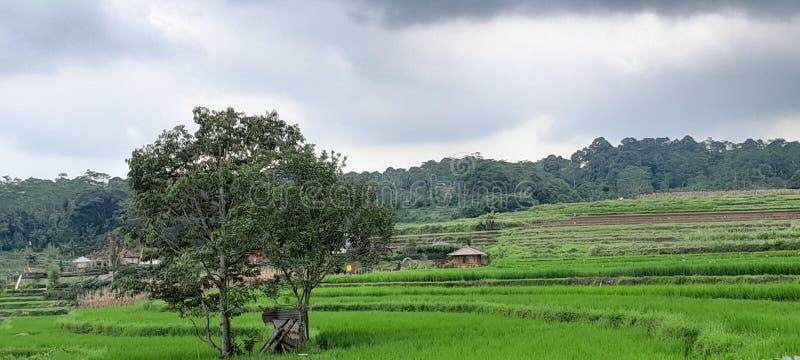 A Tree Provides Shade for the Farmer. Stock Photo - Image of adult ...