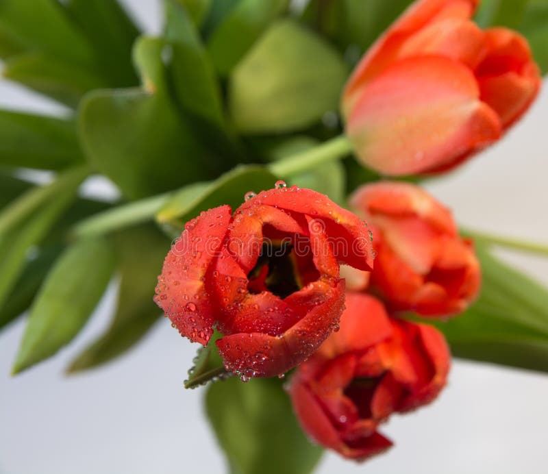 Center of flowers stock photo. Image of holiday, plant - 51225842