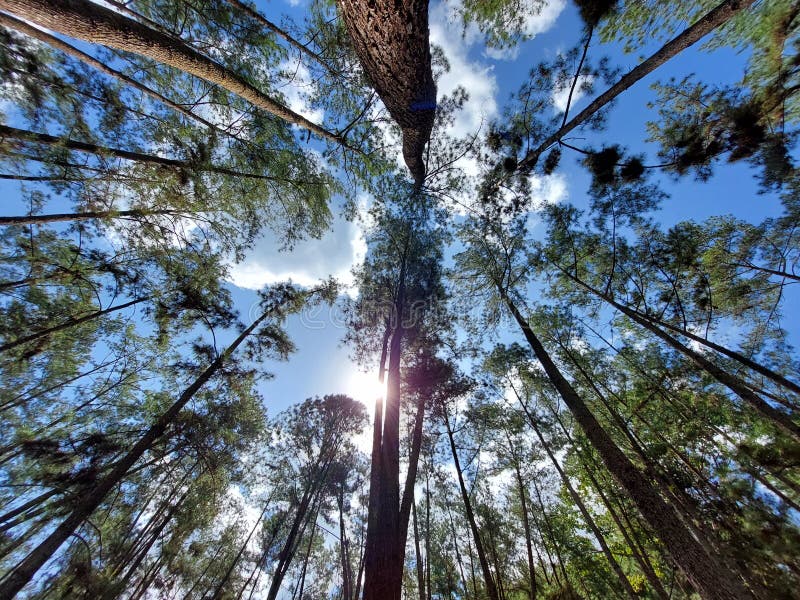 In center of forest stock image. Image of autumn, tree - 240239945