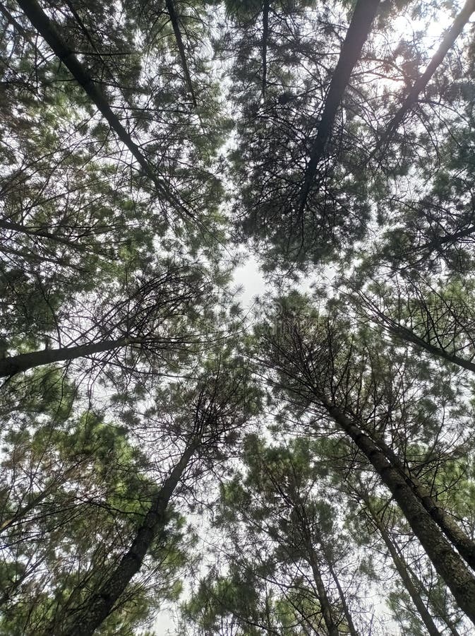 Center of the Forest is the Pine Trees Stock Photo - Image of forest ...