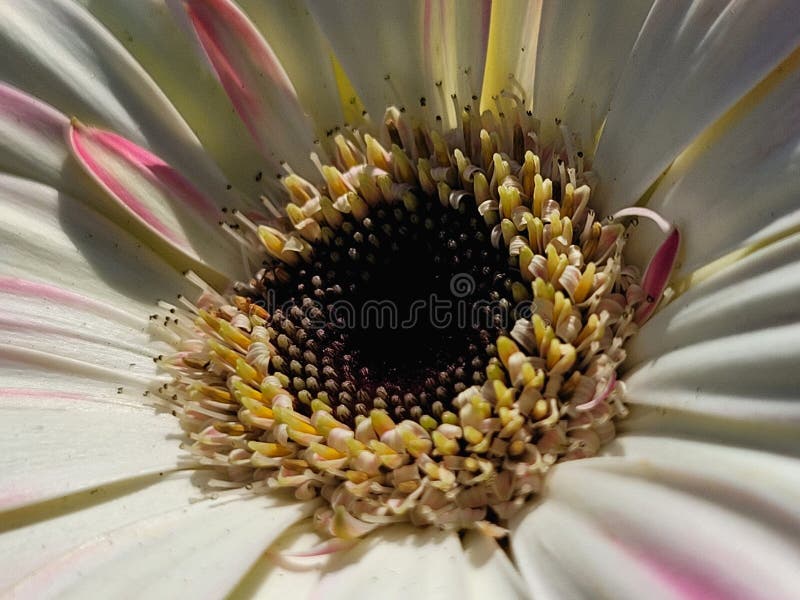 Center of a Gerbera Daisy stock photo. Image of tiny - 284200302