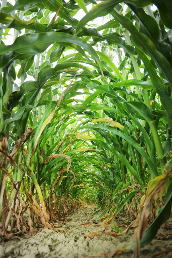 In the maize field stock image. Image of agriculture - 191153123