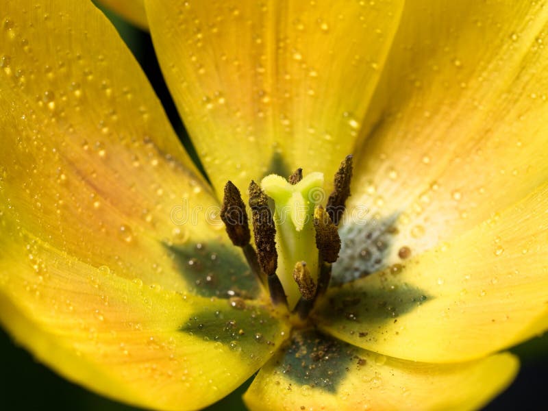 Center of an Open Yellow Tulip Stock Image - Image of gift, easter ...