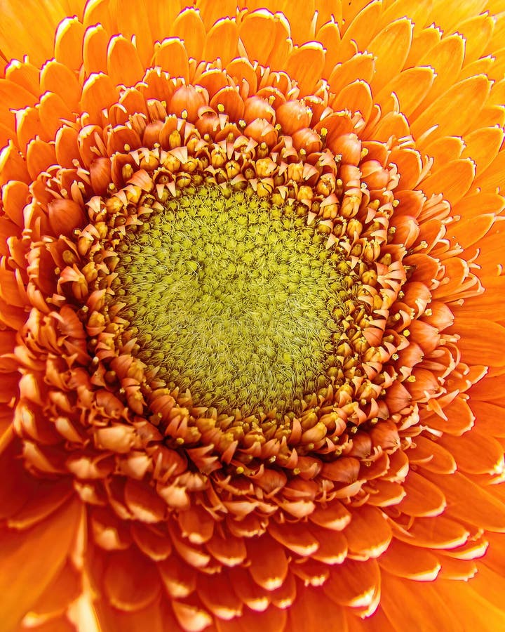 The Center of a Orange-red Gerbera Daisy Stock Photo - Image of blossom ...
