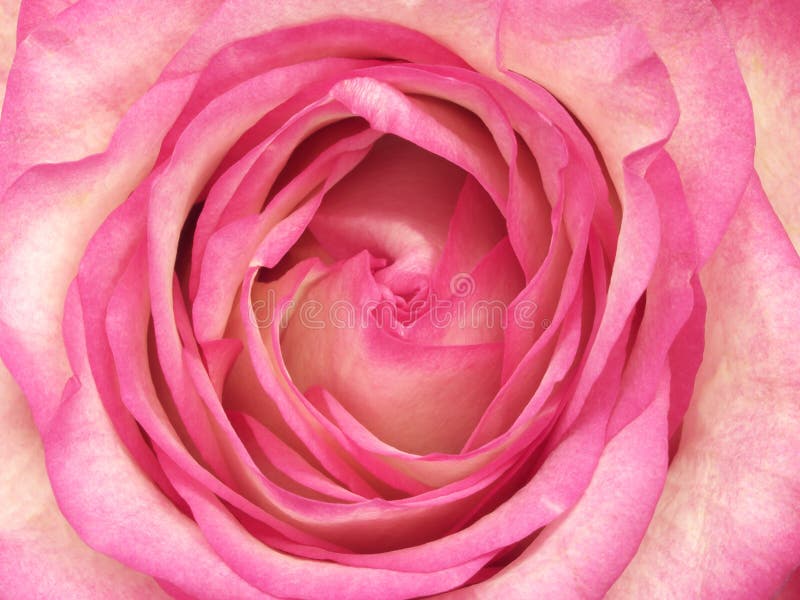 Center of pink rose stock image. Image of blossom, flower - 4600097