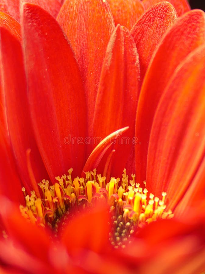 Center of the Red Gerber Flower Stock Photo - Image of pretty, summer ...
