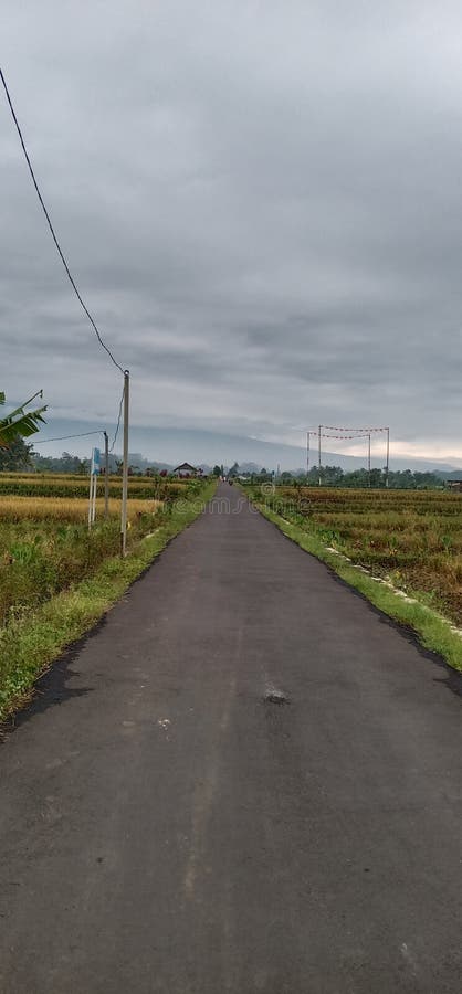 Center of the road stock image. Image of tree, agriculture - 211790471