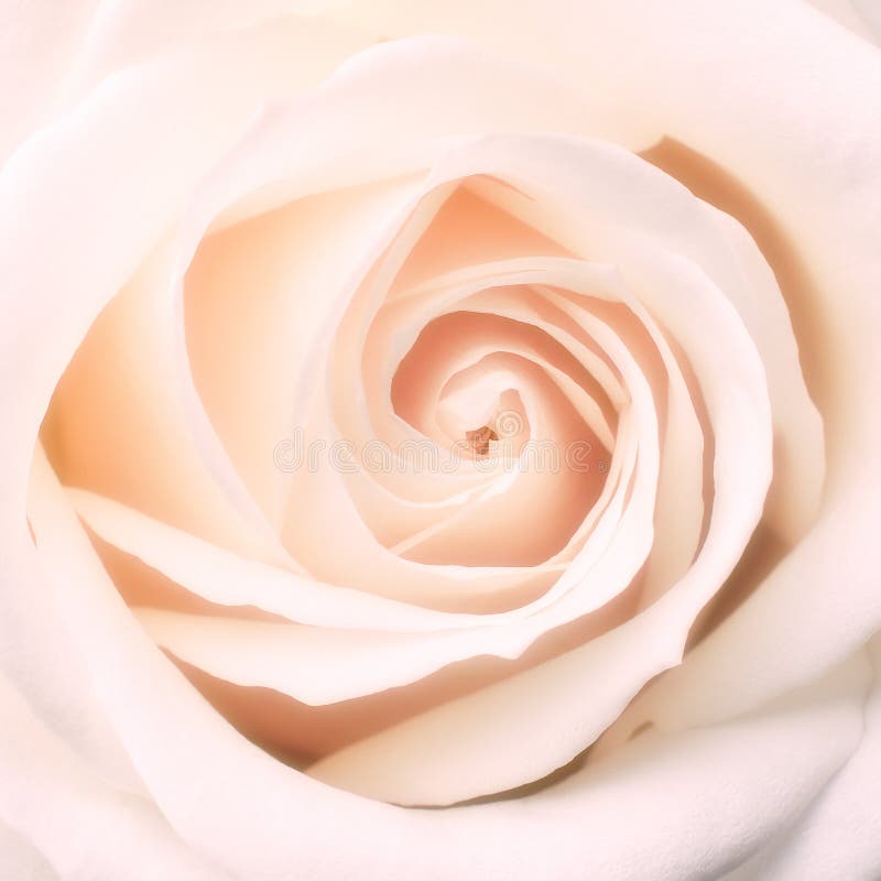 Center of rose stock photo. Image of passion, glamor - 24027536