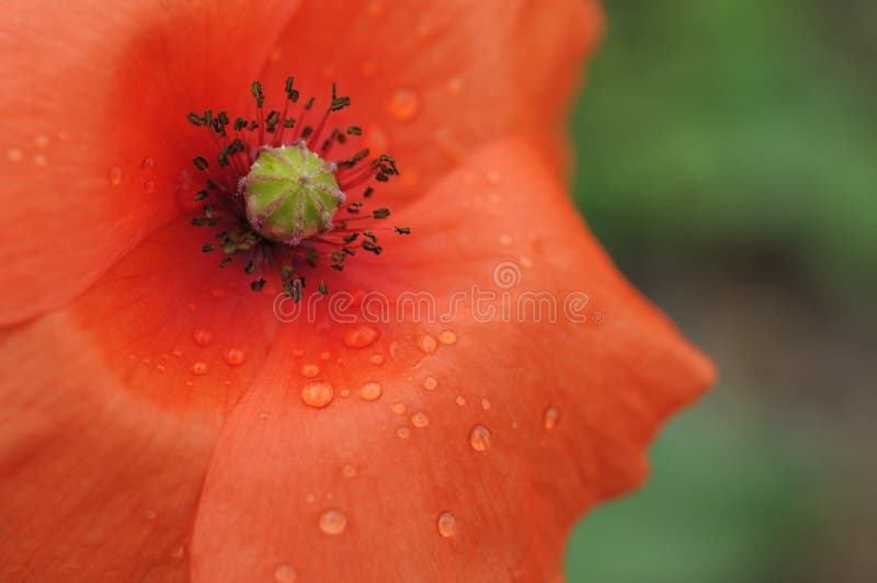 Center of Small Red Poppy Flower Stock Photo - Image of garden, closeup ...