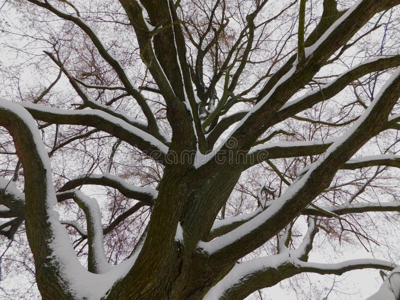 The Center of a Snowy Tree Crown Stock Image - Image of crown, tree ...