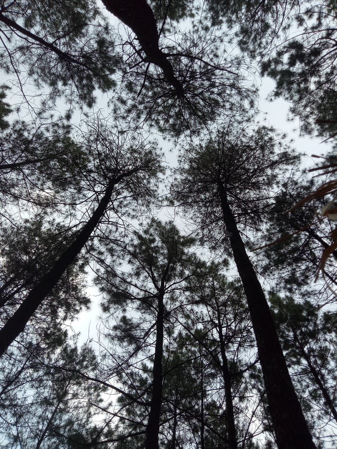 Center of the tree stock photo. Image of darkness, monochrome - 209462398