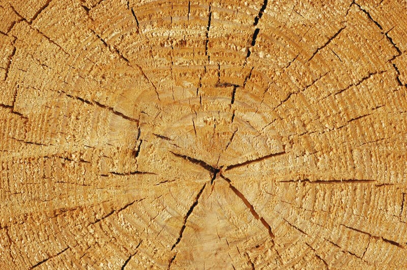Center of the tree stock photo. Image of beige, lath - 25455634
