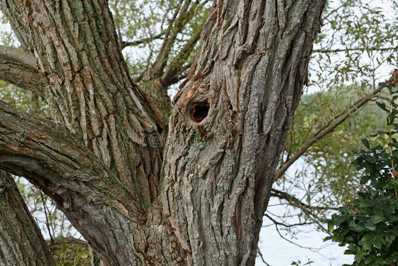 The Center Trunk and Branches of a Large Tree Stock Image - Image of ...