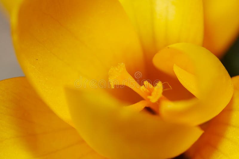 Center of yellow crocus stock image. Image of park, macro - 6613443