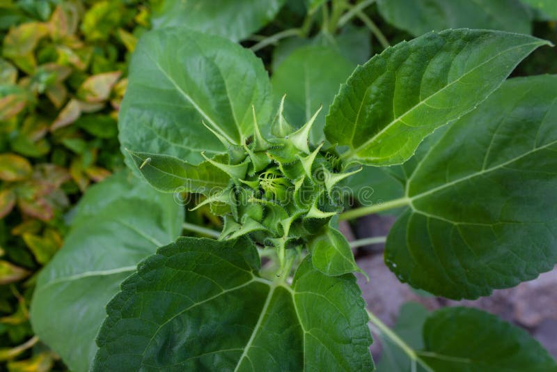 Centered Closeup of Sunflower Bloom Pod and Laves, Selective Focus ...