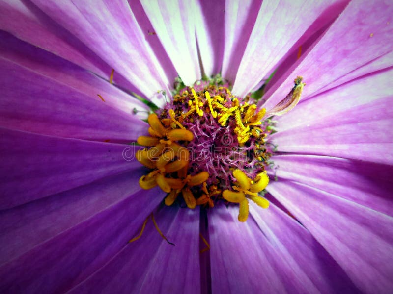 Centered flowers stock photo. Image of bright, nature - 83401310