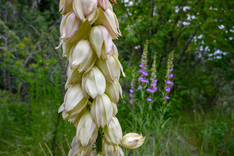 Yucca blossoms stock photo. Image of botany, botanical - 84202814