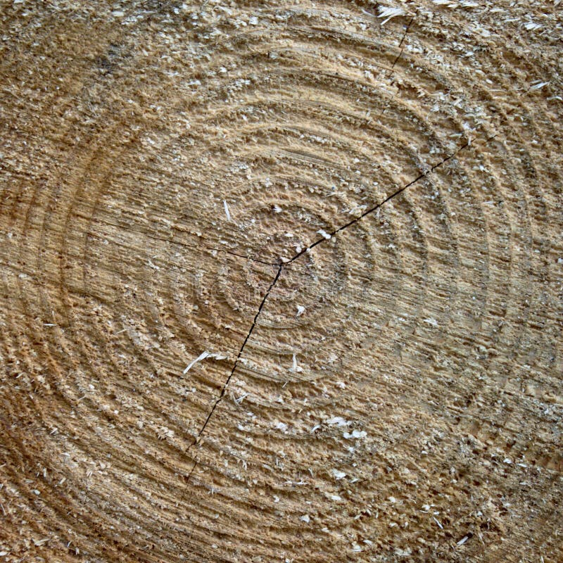 Centered wood texture stock image. Image of trunk, wood - 158449015