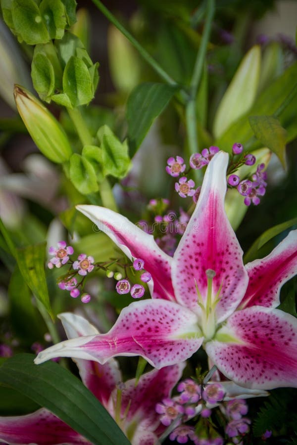 Centerpiece with a Stargazer Lily Stock Photo - Image of beautiful ...