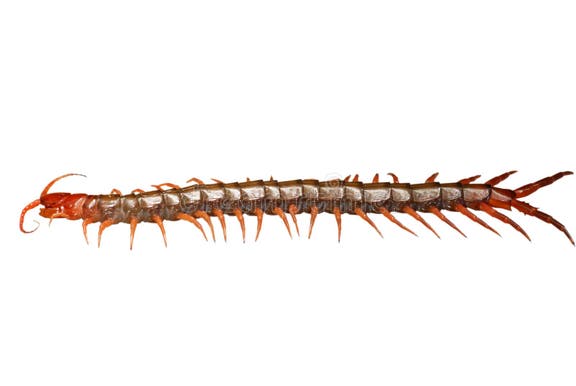 498 Dangerous Giant Centipede Stock Photos - Free & Royalty-Free Stock ...