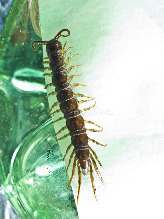498 Dangerous Giant Centipede Stock Photos - Free & Royalty-Free Stock ...