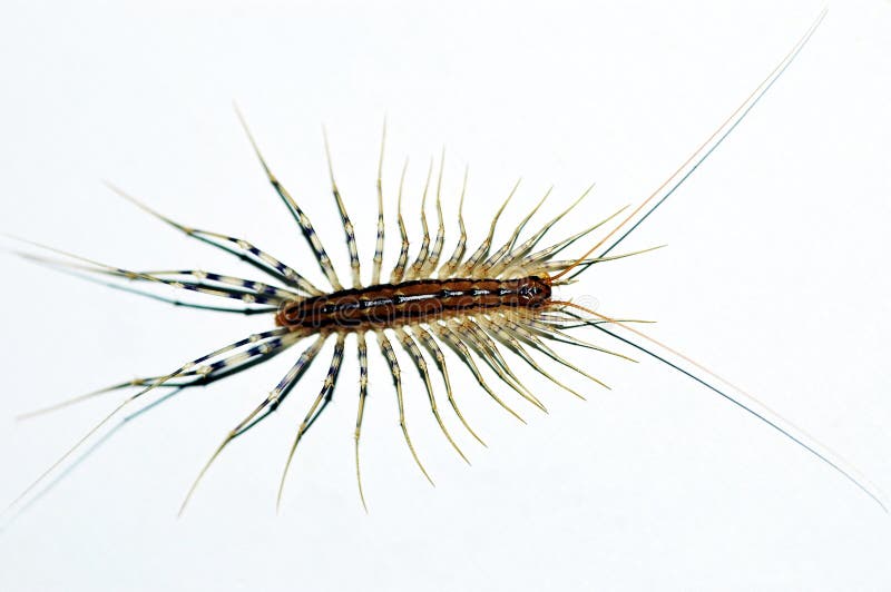 Centipede stock image. Image of abtruse, abstract, predator - 151577