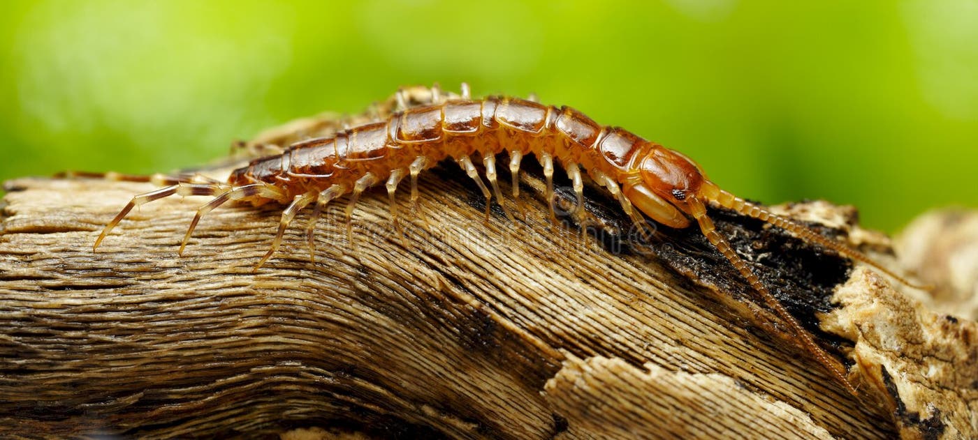 6,068 Centipede Marathi Stock Photos - Free & Royalty-Free Stock Photos ...