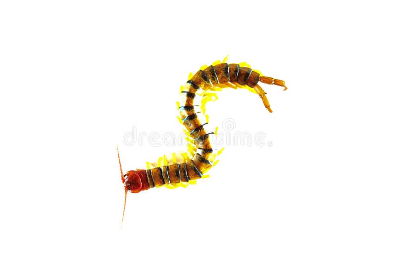 Centipede stock photo. Image of arthropod, creature, body - 81716842