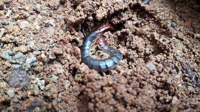 Centipede in a Burrow Under Clay Bricks Stock Photo - Image of animal ...