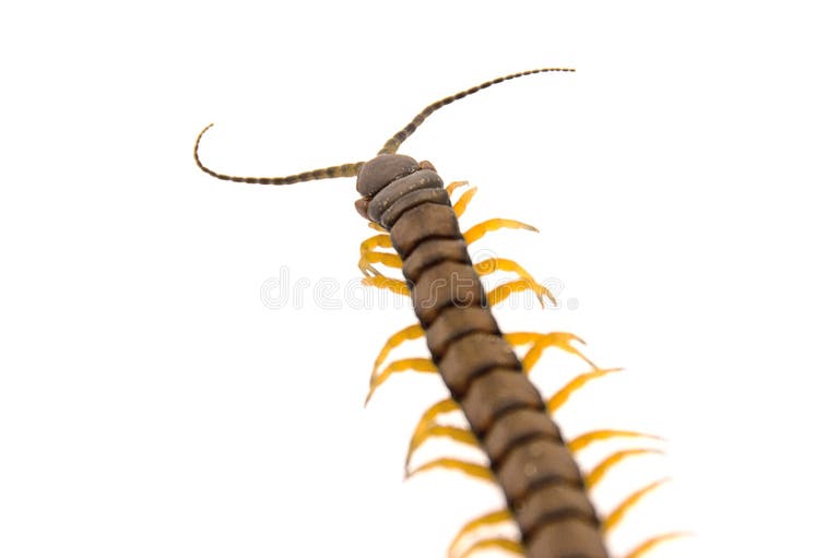 Centipede - Climb stock image. Image of head, critter - 9333663