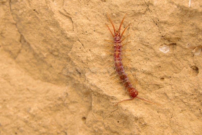 Centipede stock photo. Image of insect, insects, arthropod - 242541262