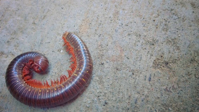 379 Centipede Jungle Stock Photos - Free & Royalty-Free Stock Photos ...