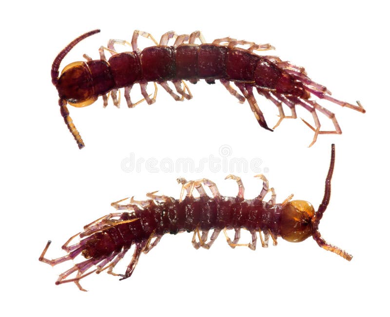 Centipede dead stock photo. Image of isolated, overview - 27413680