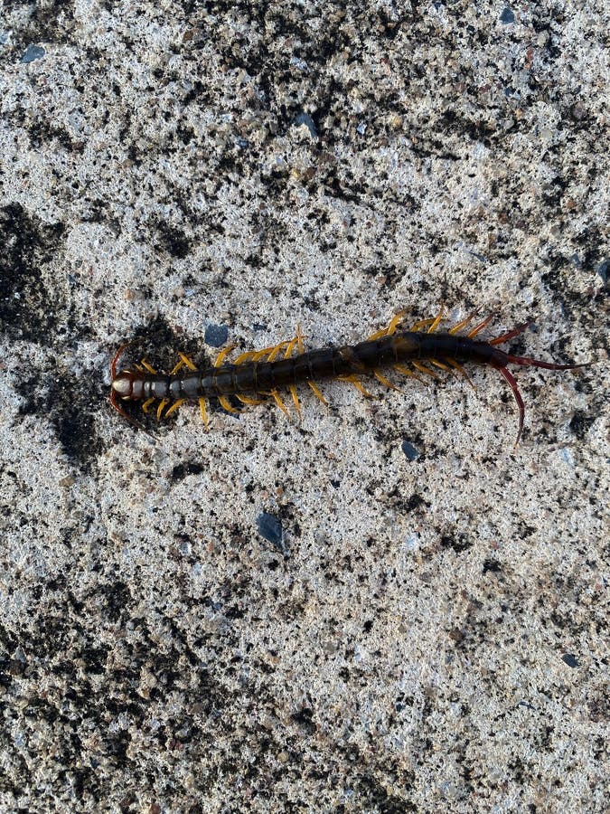 A Centipede is Dead on the Concrete Road Stock Photo - Image of ...
