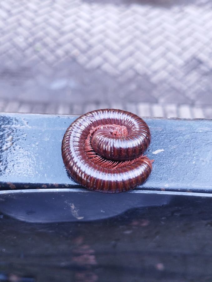 Centipede on fence stock photo. Image of outdoor, fence - 269726996