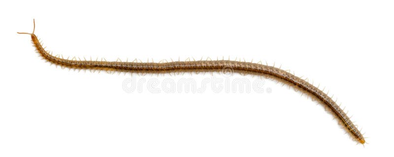 Top View Centipede on White Stock Image - Image of macro, critter: 96223873