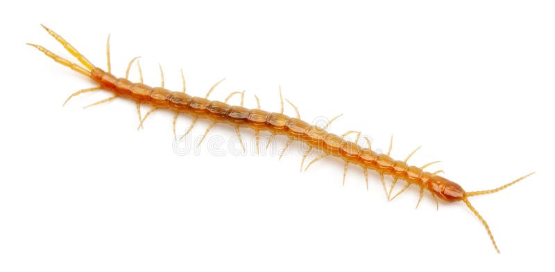 Centipede Side Stock Photos - Free & Royalty-Free Stock Photos from ...