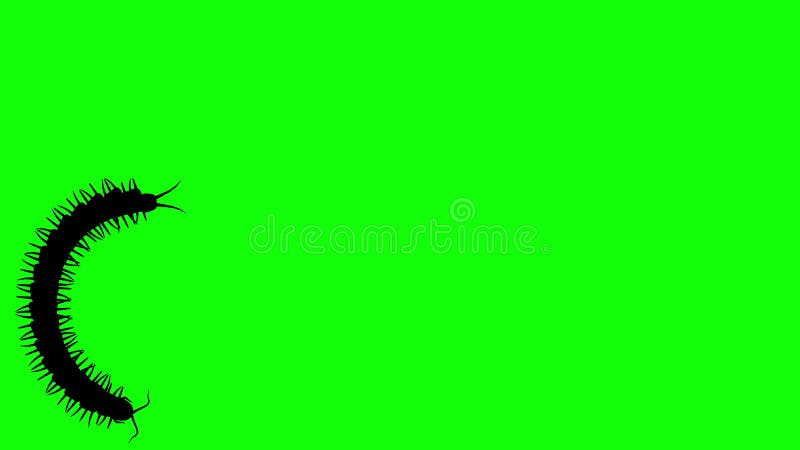 Centipede on Green Screen, CG Animated Silhouette, Seamless Loop Stock ...