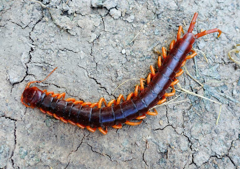 5,913 Centipede Stock Photos - Free & Royalty-Free Stock Photos from ...