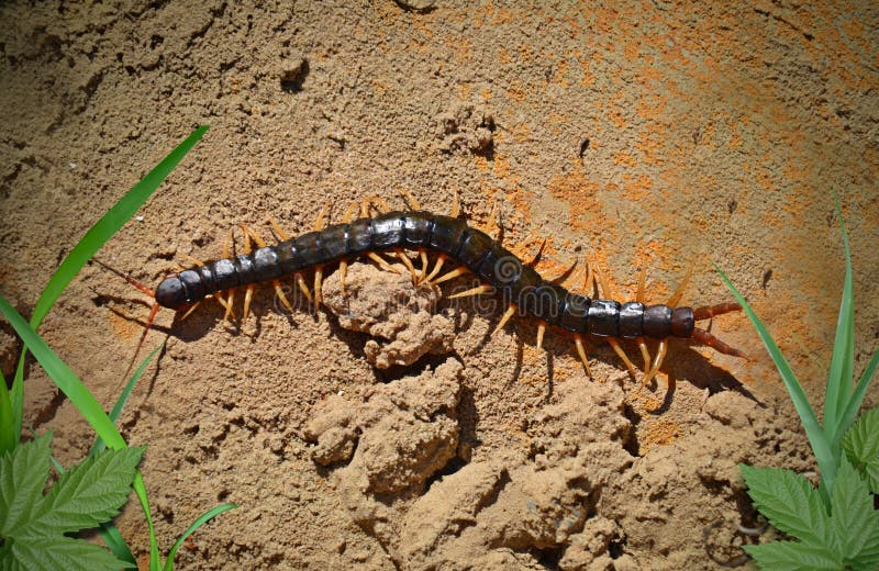 Soil Centipede, Geophilomorpha on Grainy Black Background, these ...