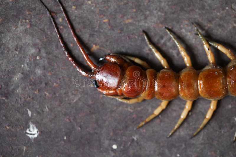 Centipede head stock image. Image of brown, crawly, insect - 40047905