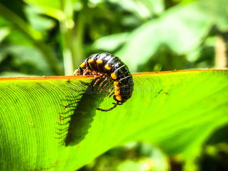 Centipede stock photo. Image of centipede, green, black - 53803820