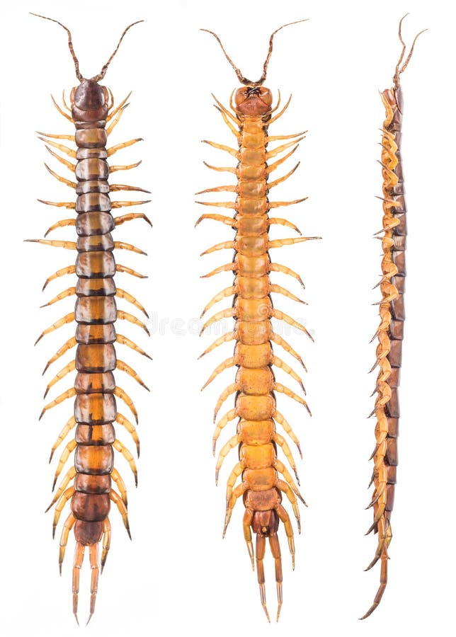Centipede side stock photo. Image of earthworm, worm - 14216608