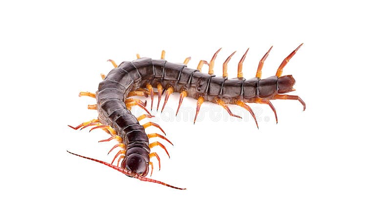 Centipede an Isolated on White Background Stock Photo - Image of ...