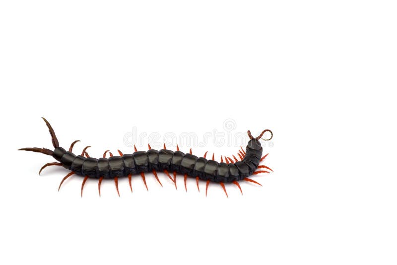Centipede Isolated on White Background Stock Image - Image of isolated ...