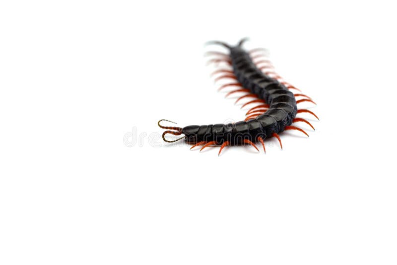 The Giant Centipede Top View Isolated on White Background Stock Photo ...